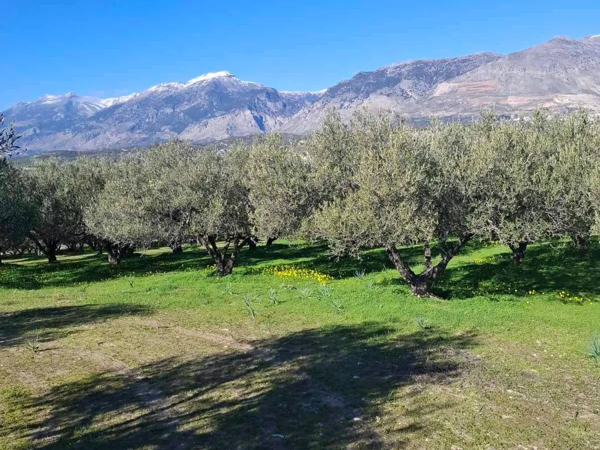 Διενέργεια 5ου Γενικού και 1ου Μερικού (50%) Δολωματικού Ψεκασμού στους ...